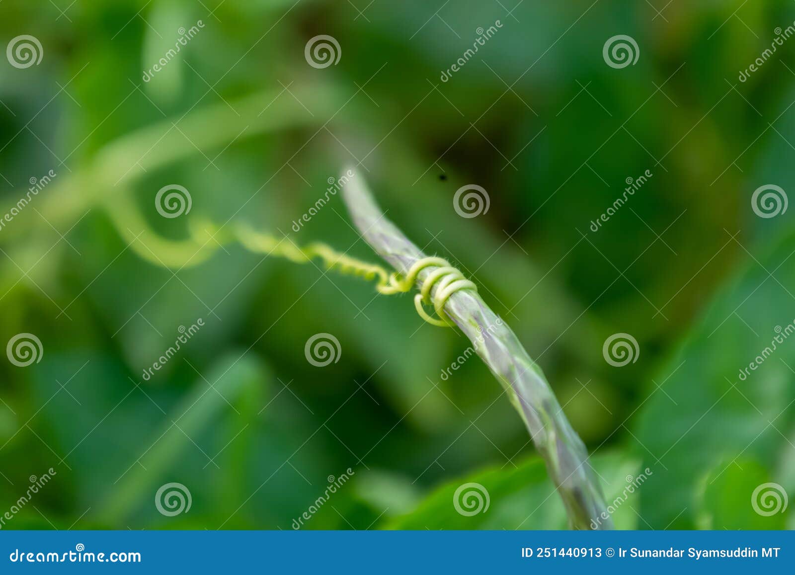 The Vines are Wrapped Around Other Plants Stock Image - Image of ...