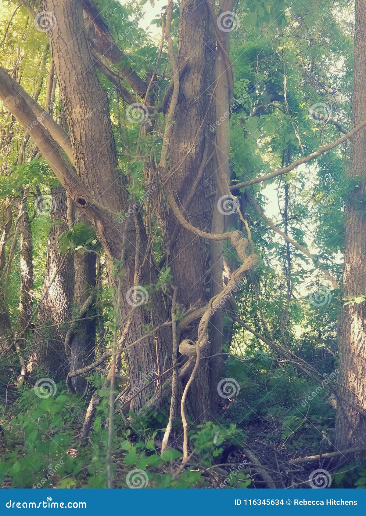 Viney tree stock photo. Image of tree, viney, yard, outdoors - 116345634