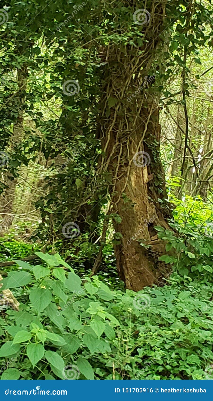 Viney Stock Photos - Download 74 Royalty Free Photos