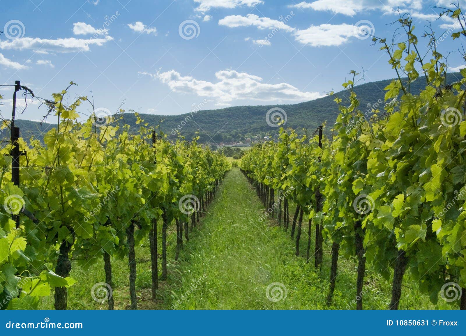 Vineyard 1 stock image. Image of landscape, countryside - 10850631