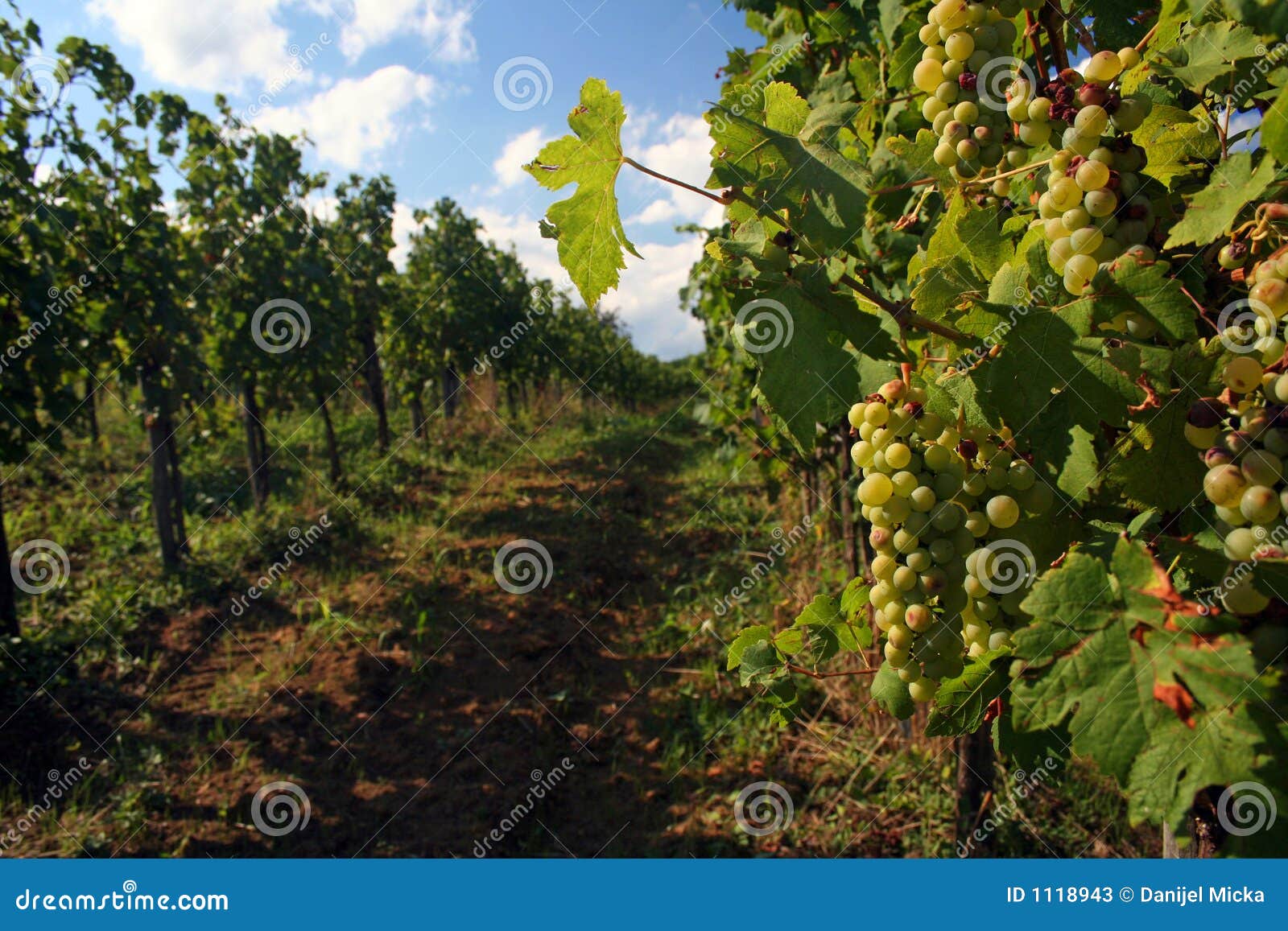 Vineyard stock image. Image of rural, country, cultivation - 1118943