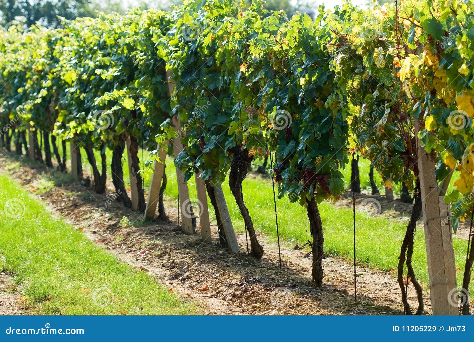 Vineyard stock image. Image of produce, ripening, vineyard - 11205229