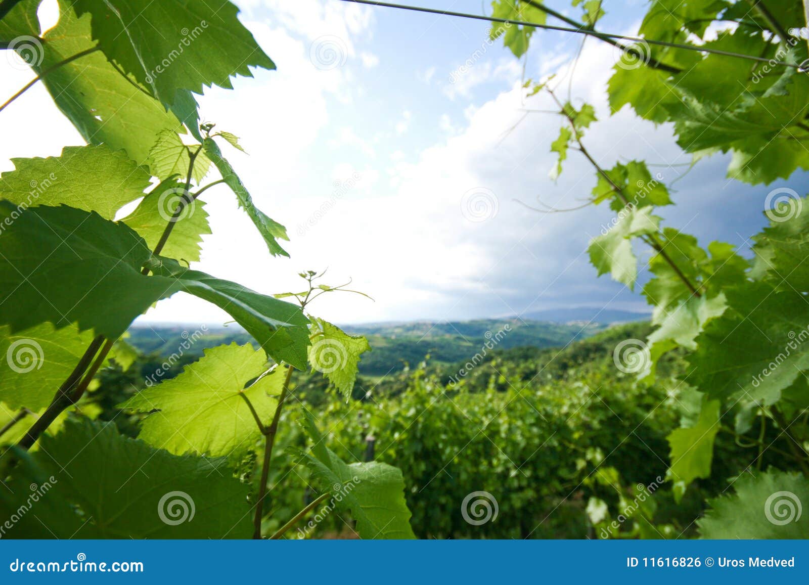 Vineyard stock photo. Image of beautiful, grape, nature - 11616826