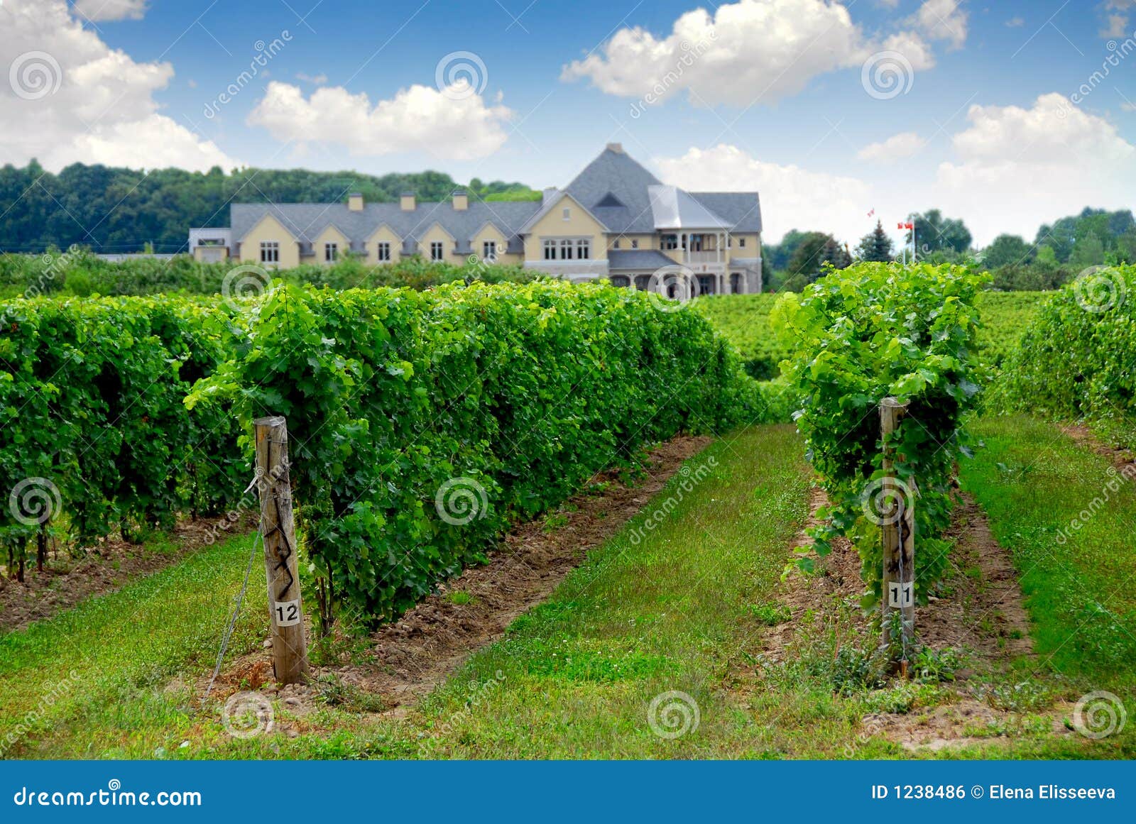 Vineyard stock photo. Image of branch, field, horticulture - 1238486