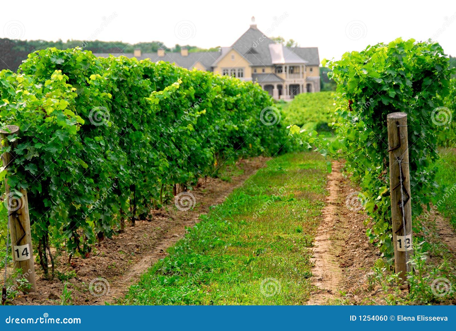 Vineyard stock photo. Image of leaf, nature, field, countryside - 1254060