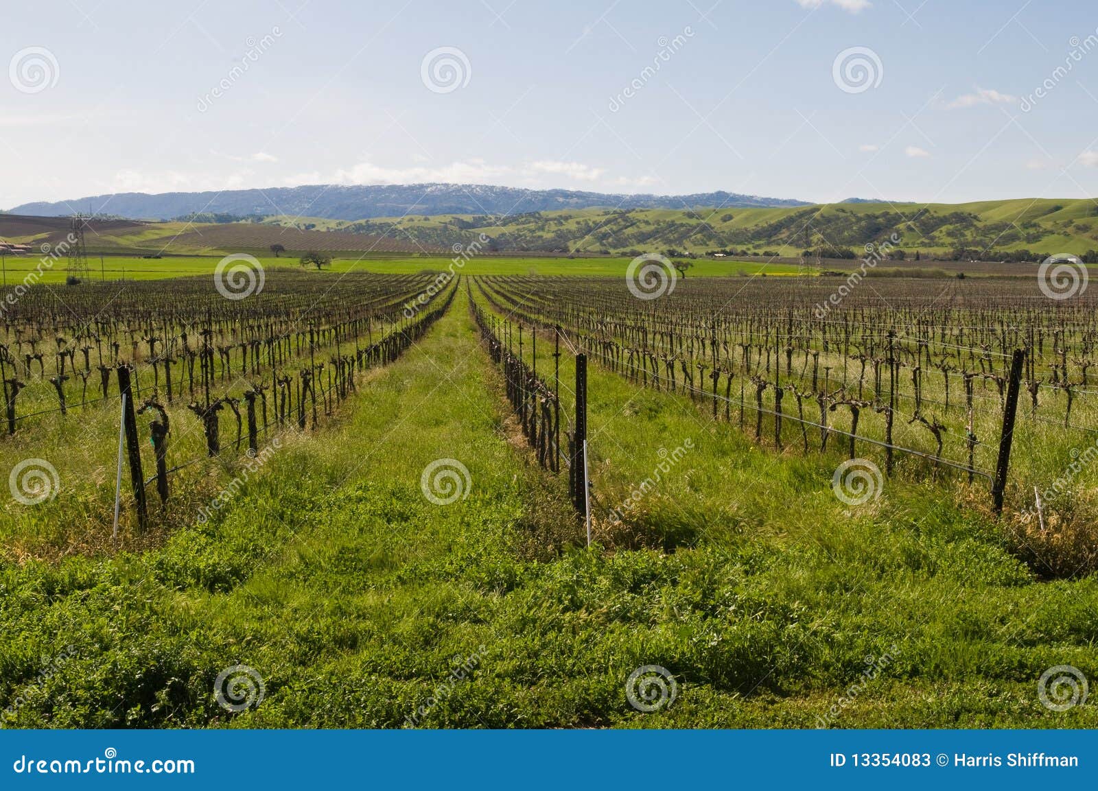 Vineyard stock image. Image of valley, farming, hills - 13354083