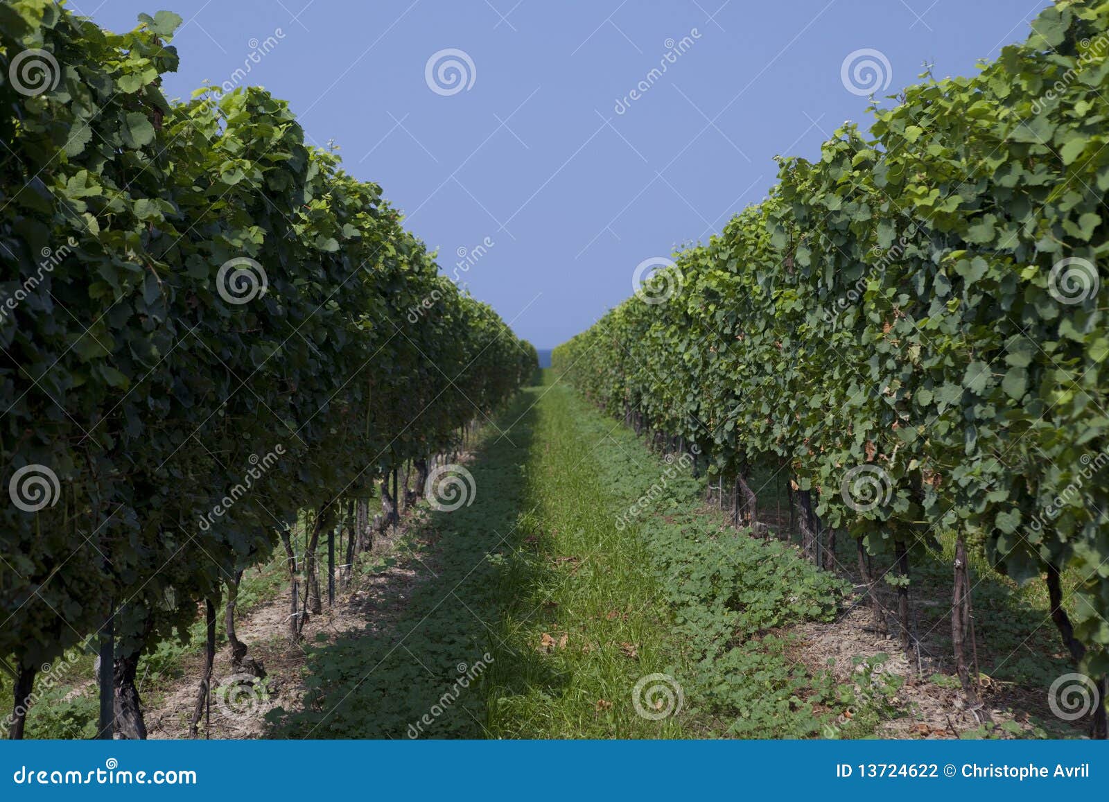 Vineyard stock photo. Image of vineyard, green, white - 13724622