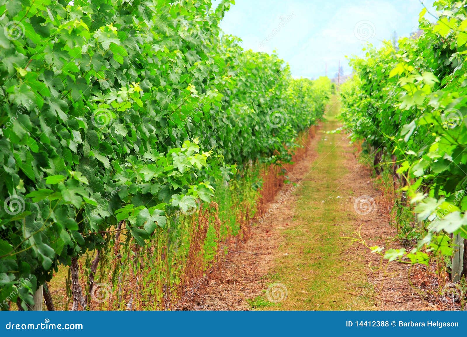 Vineyard stock photo. Image of growing, viticulture, grape - 14412388