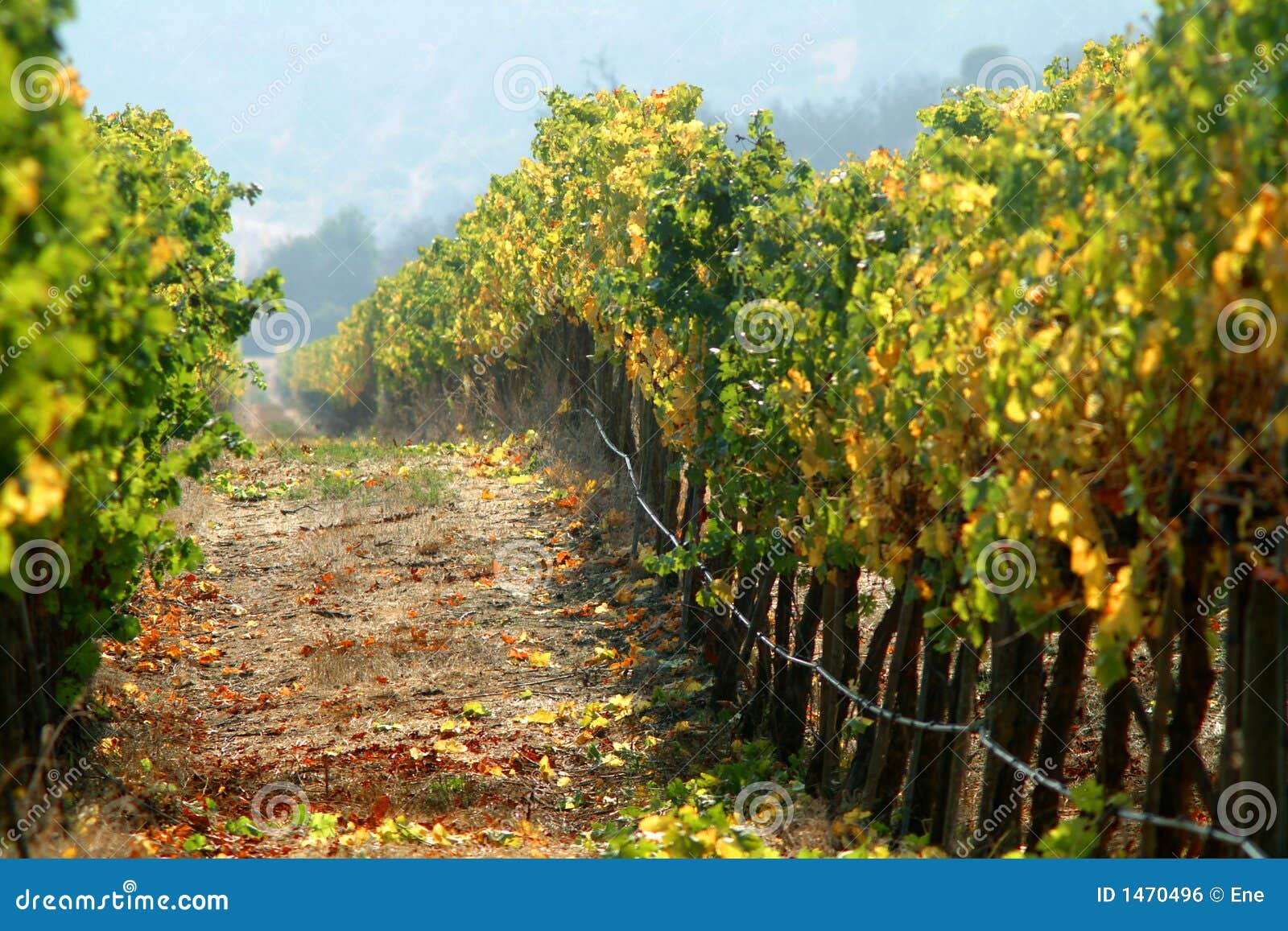 Vineyard stock photo. Image of plant, morning, leaf, nature - 1470496
