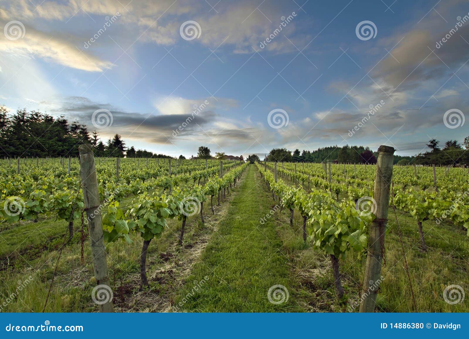 Vineyard stock photo. Image of valley, country, landscape - 14886380