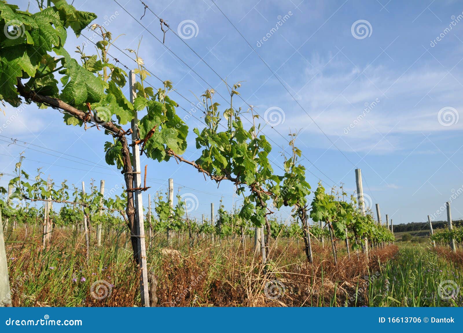 Vineyard stock photo. Image of season, plant, viniculture - 16613706