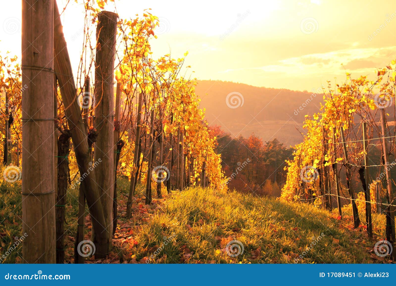 Vineyard stock image. Image of colored, autumn, sunlight - 17089451