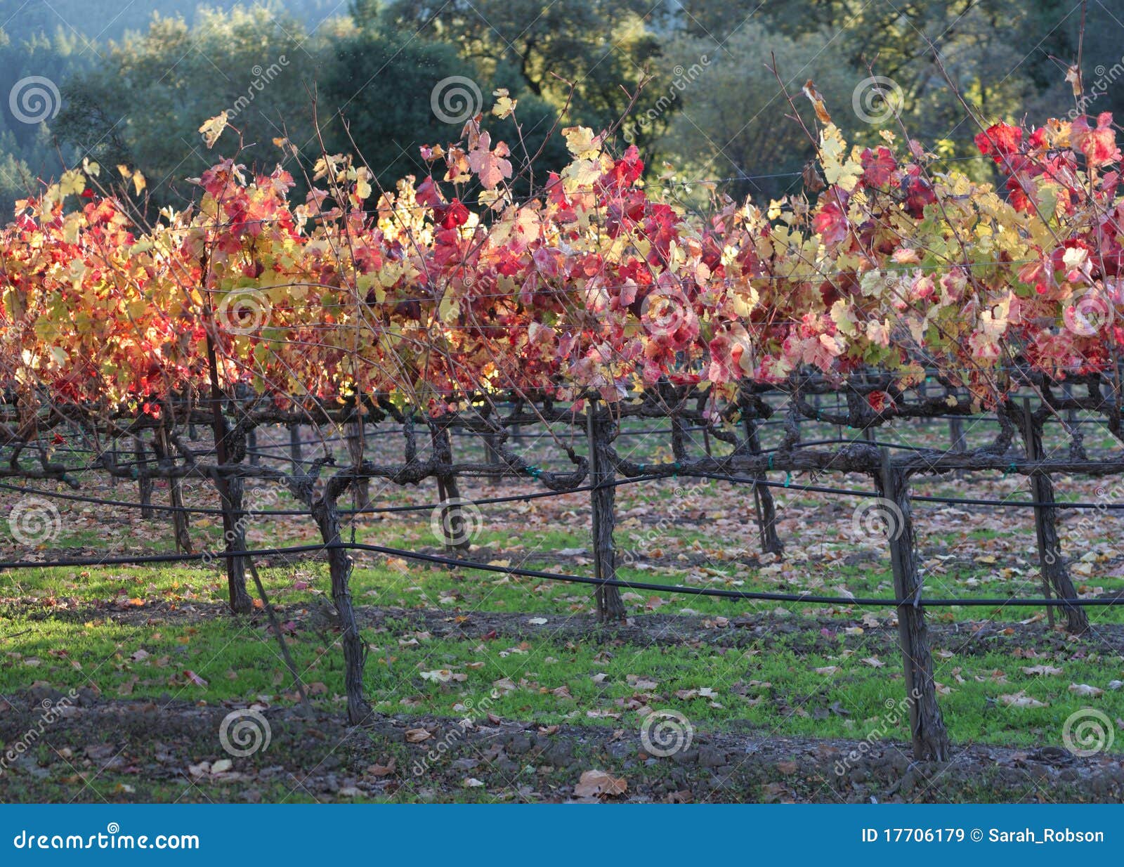 Vineyard stock image. Image of colour, autumn, plant - 17706179