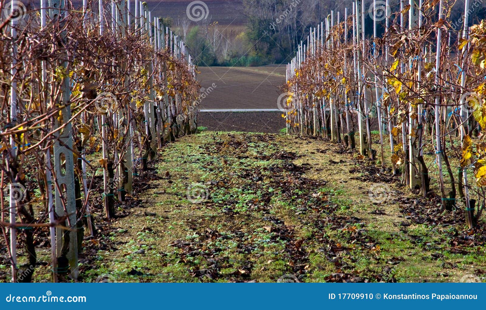 475 Marche Vineyard Stock Photos - Free & Royalty-Free Stock Photos ...