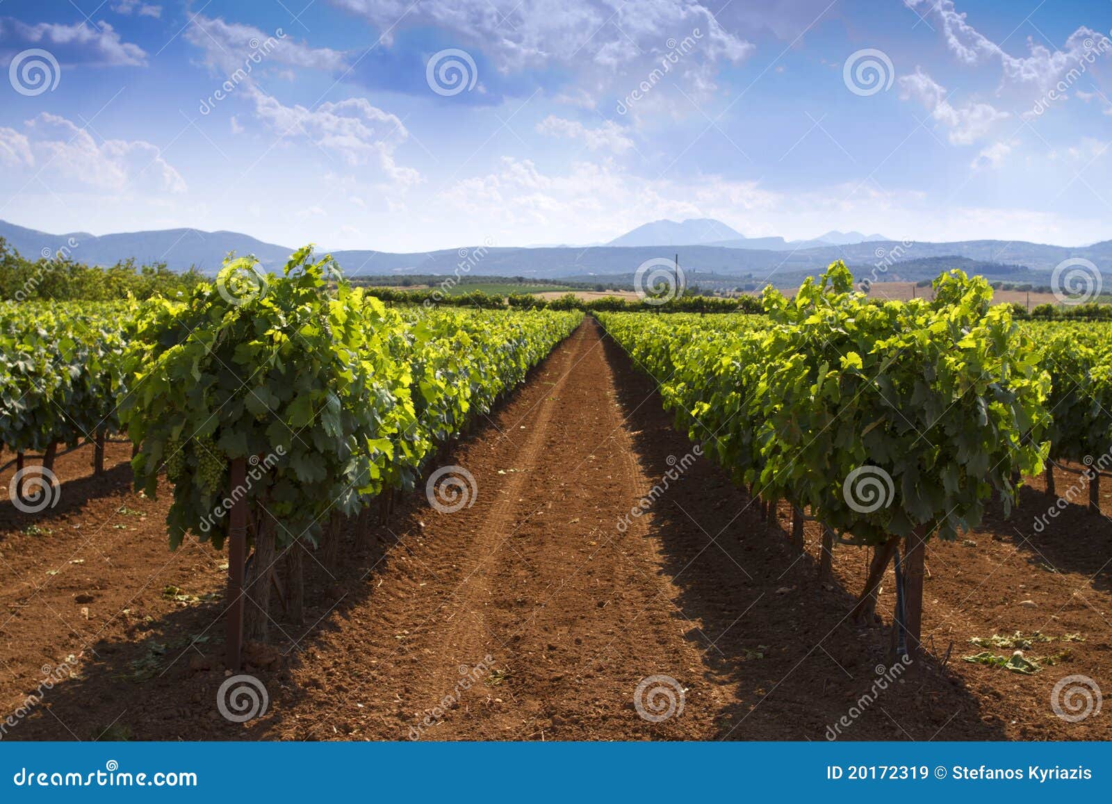 Vineyard stock image. Image of dramatic, beauty, growing - 20172319