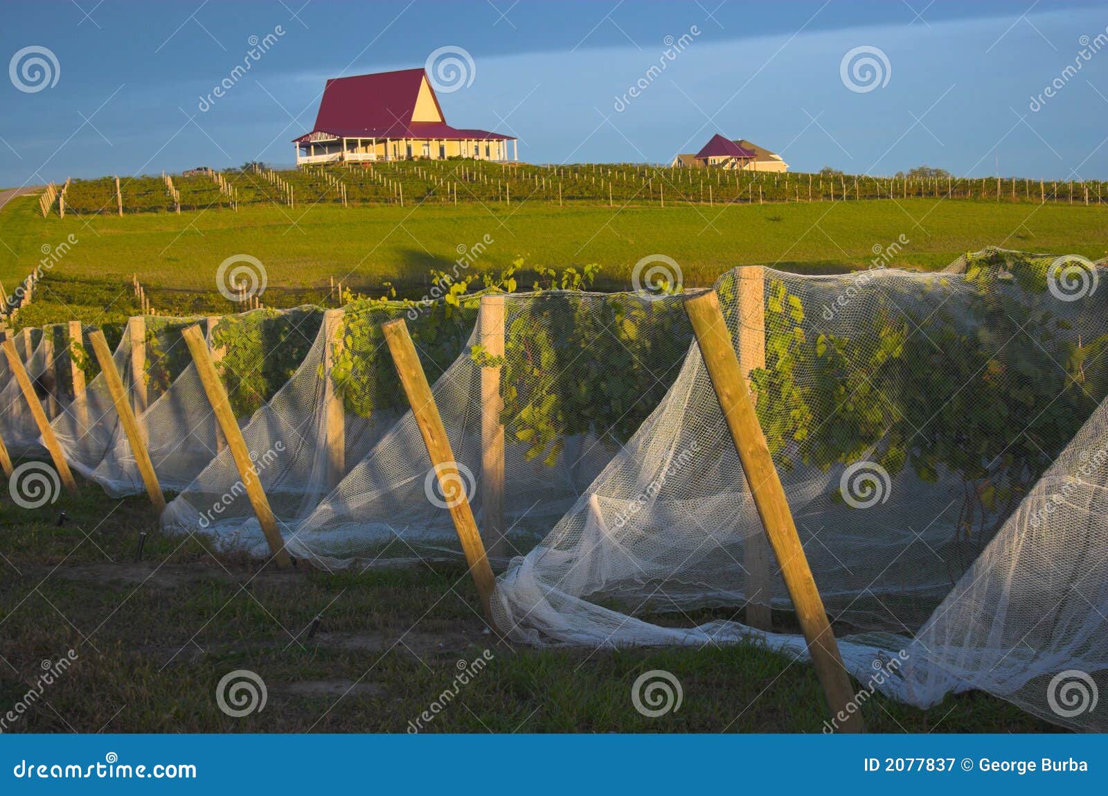 Vineyard stock image. Image of great, color, landscape - 2077837