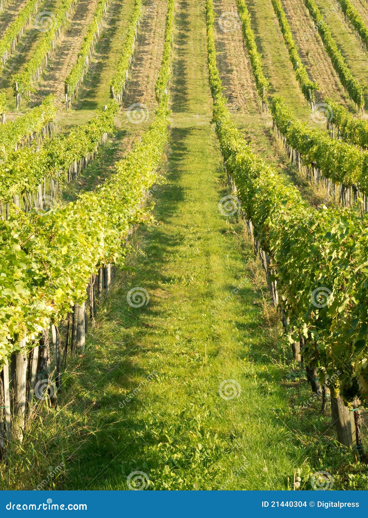 Vineyard stock photo. Image of outdoor, rural, grape - 21440304