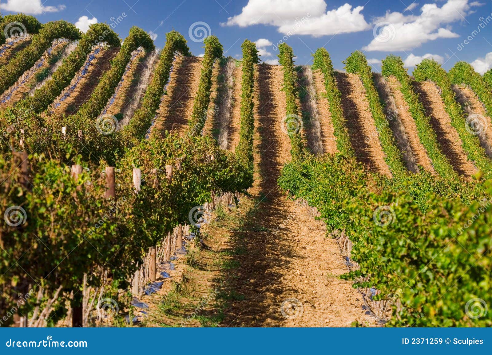 Vineyard stock image. Image of country, countryside, vineyard - 2371259