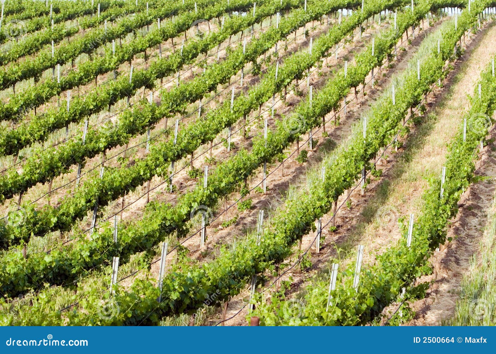 Vineyard stock photo. Image of vines, food, organic, leaf - 2500664