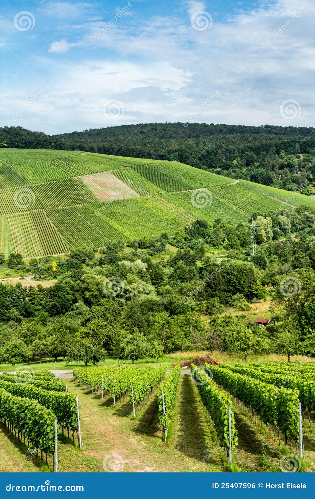Vineyard stock photo. Image of meadow, scenery, cultivation - 25497596