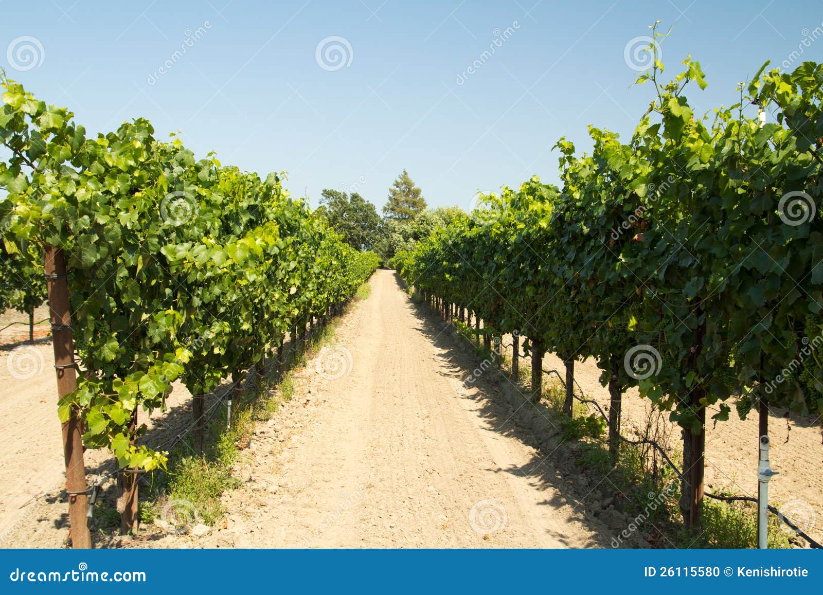 Vineyard stock photo. Image of viniculture, cultivation - 26115580
