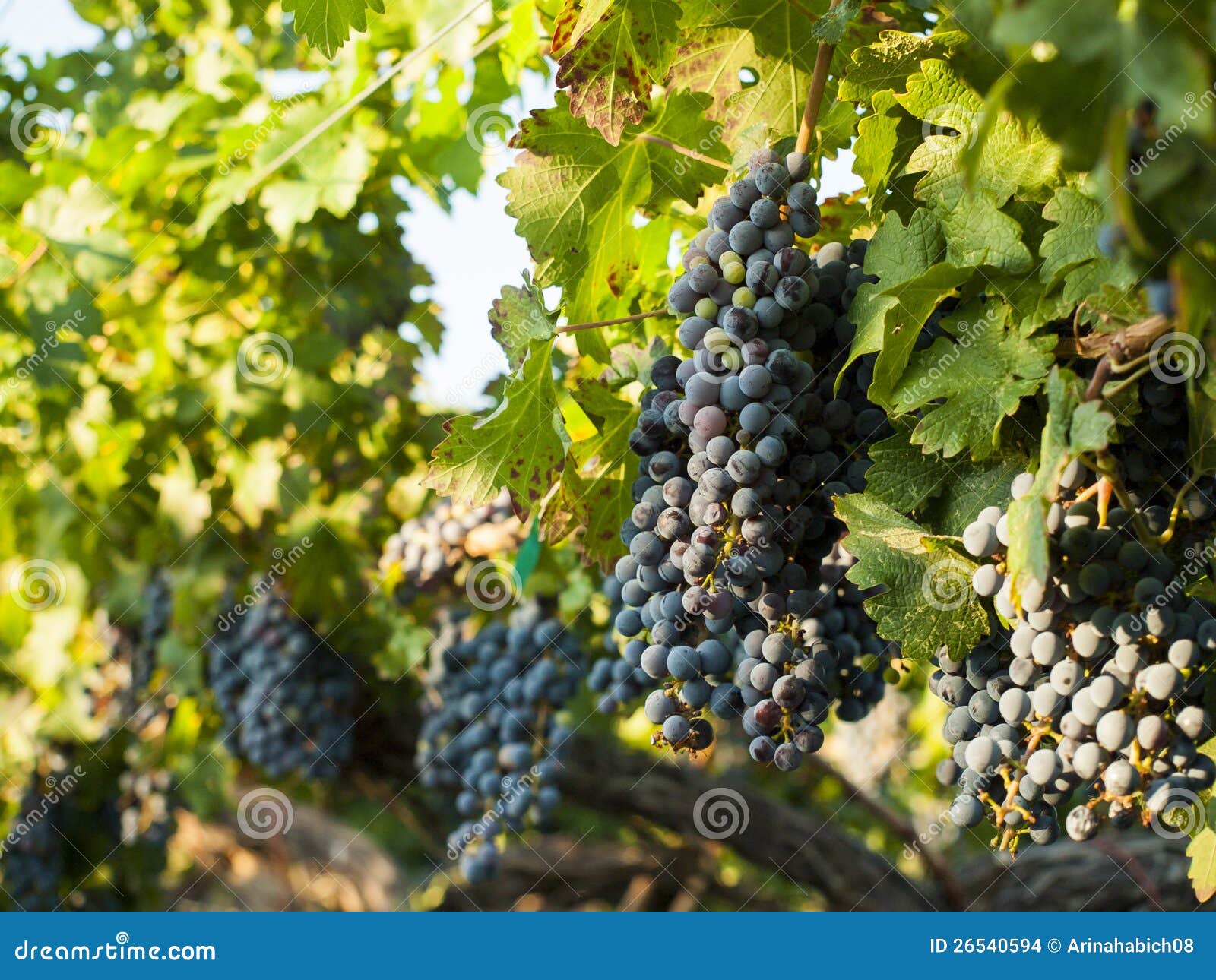 Vineyard stock photo. Image of merlot, plant, ranch, field - 26540594