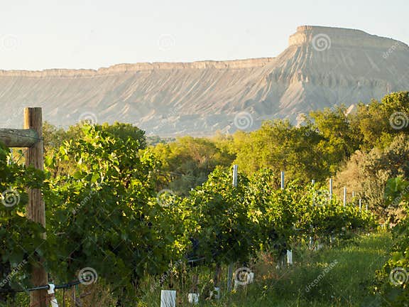 Vineyard stock photo. Image of grand, junction, mountain - 26540654