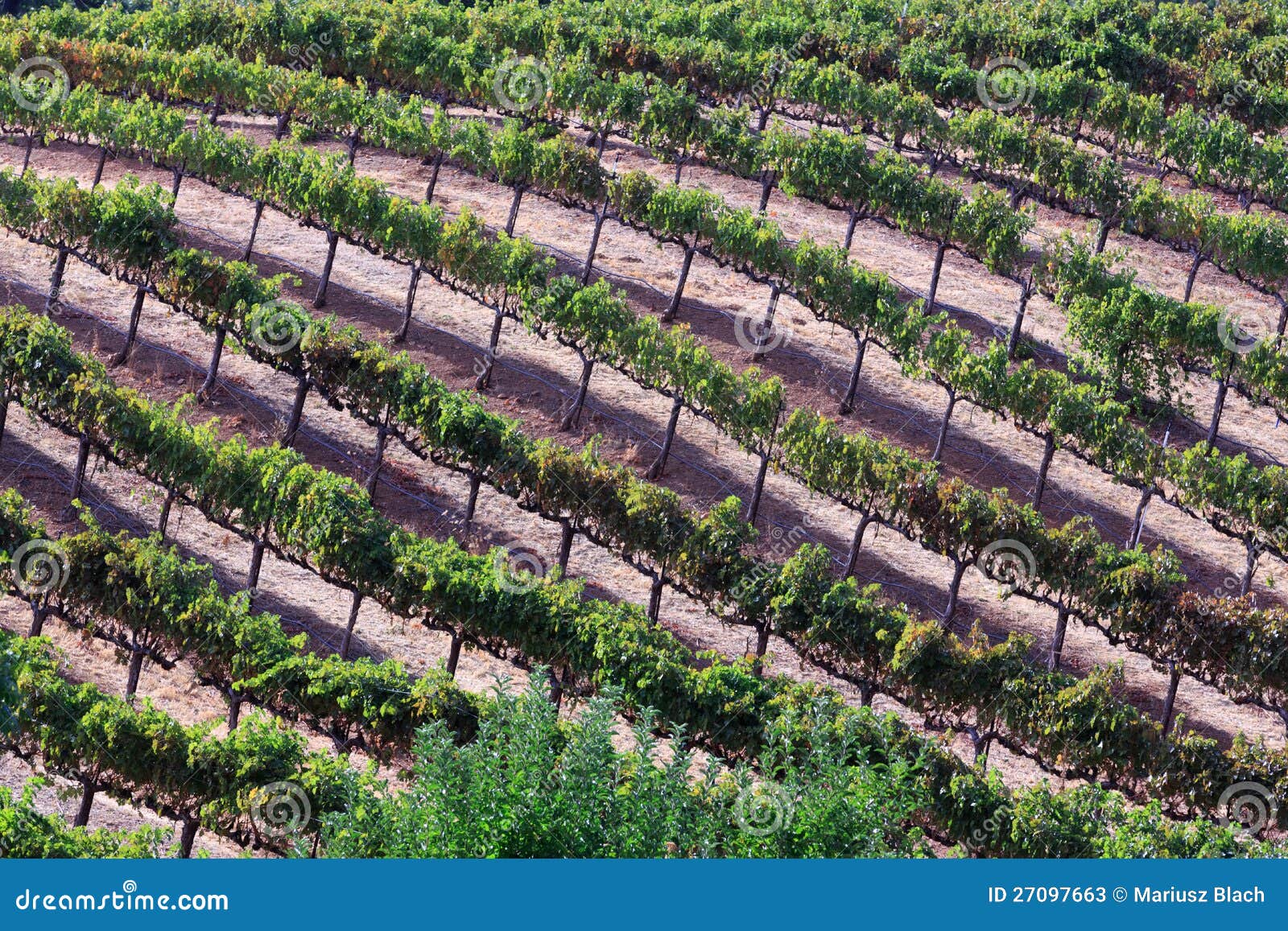 Vineyard stock image. Image of grower, rows, farm, meadow - 27097663