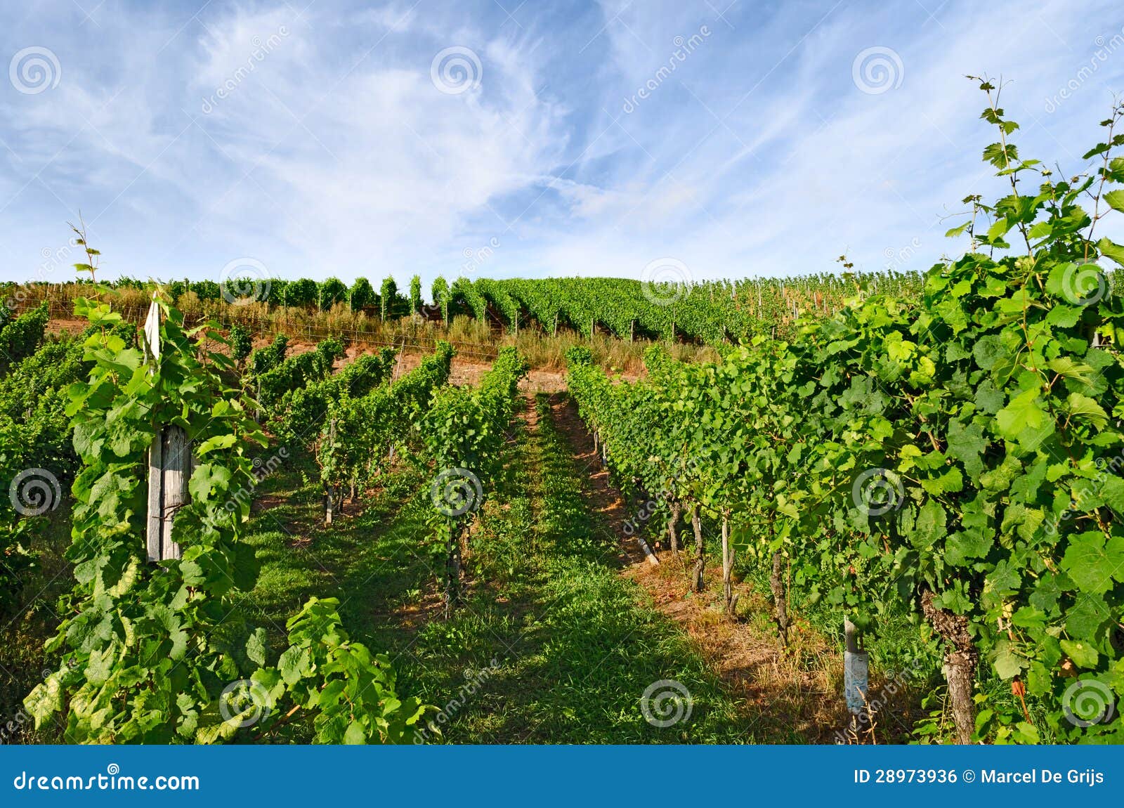 Vineyard stock photo. Image of industry, garden, green - 28973936