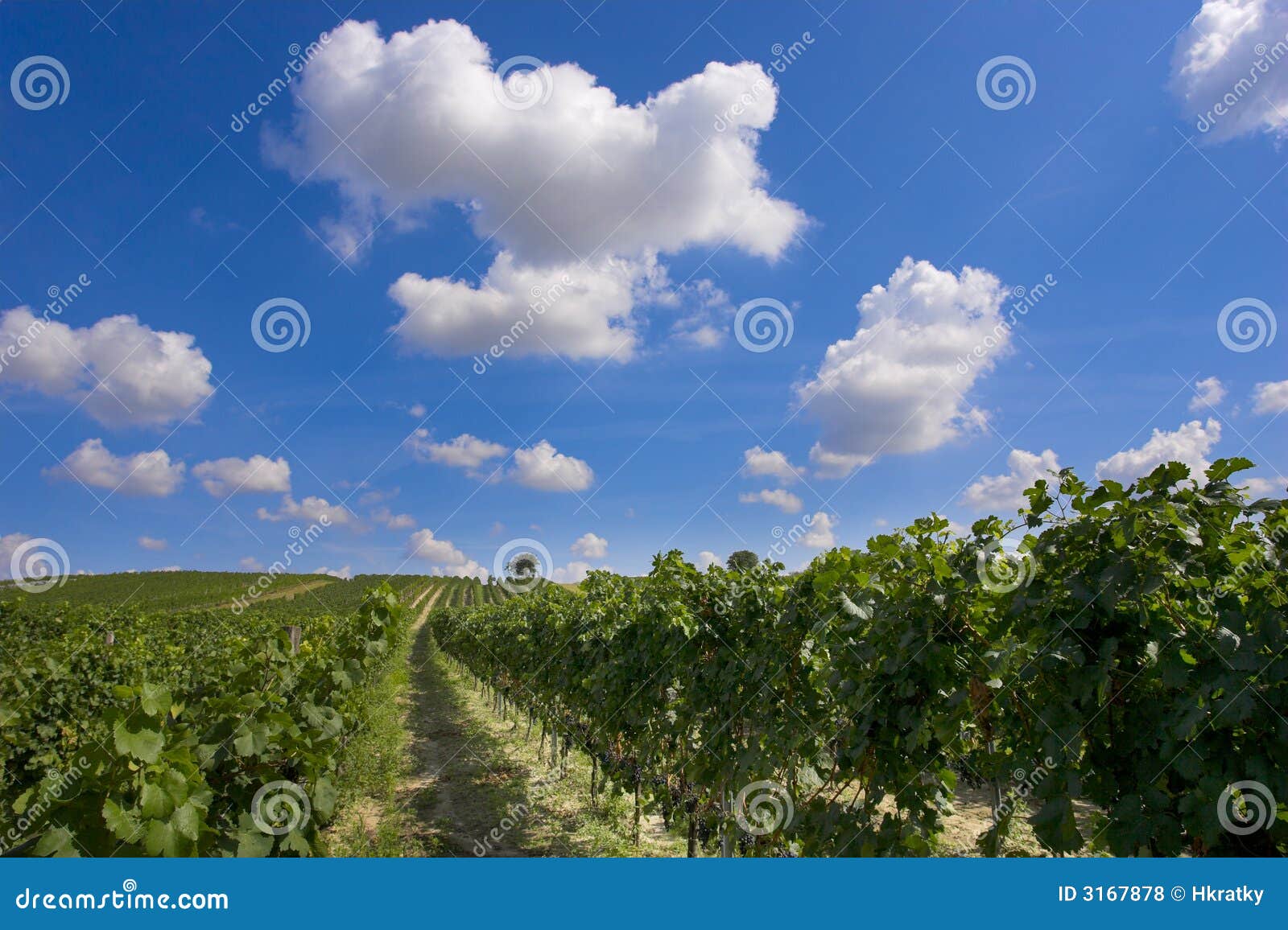 Vineyard stock photo. Image of grapes, cultivated, crop - 3167878