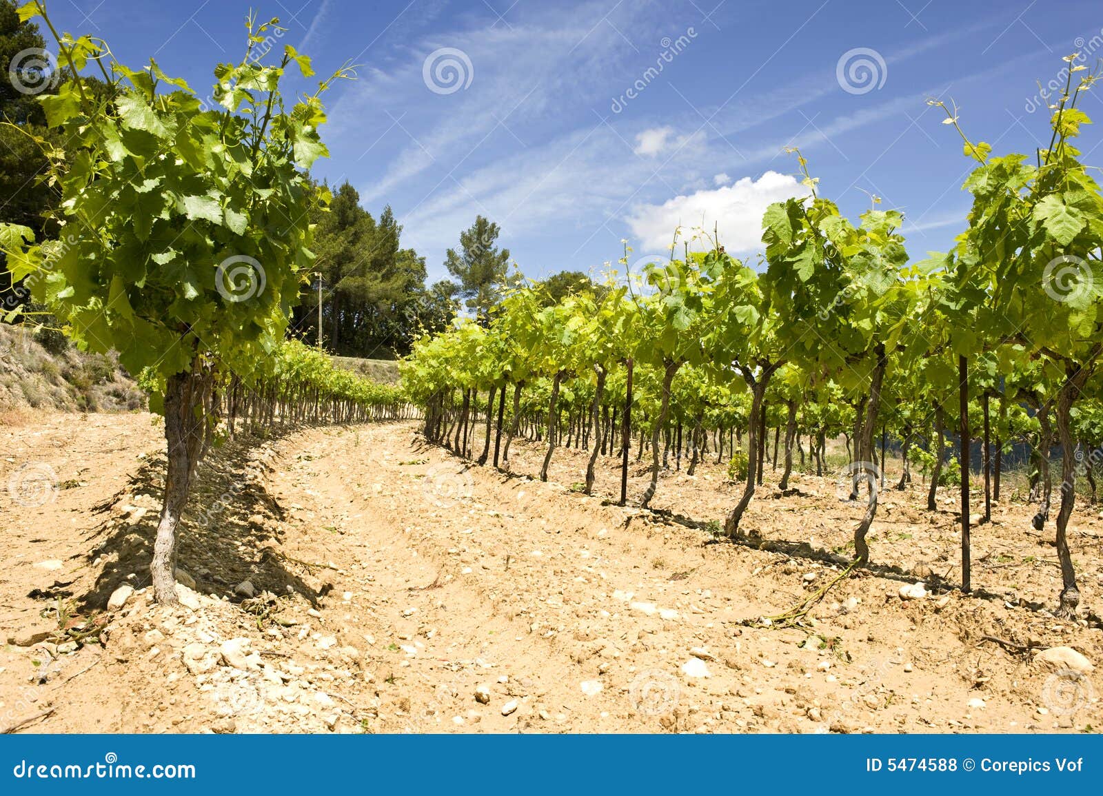 Vineyard stock photo. Image of nature, viticulture, rhone - 5474588