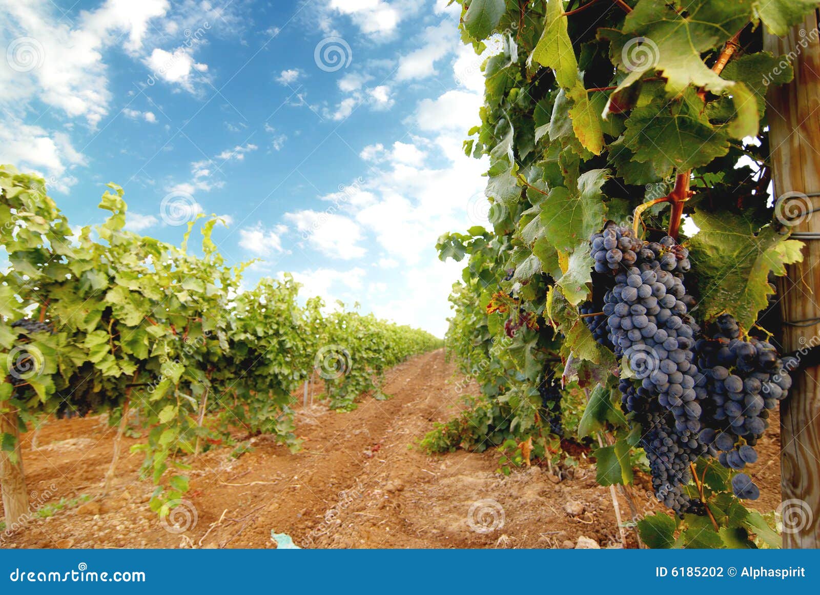 Vineyard stock photo. Image of scenic, industry, fresh - 6185202