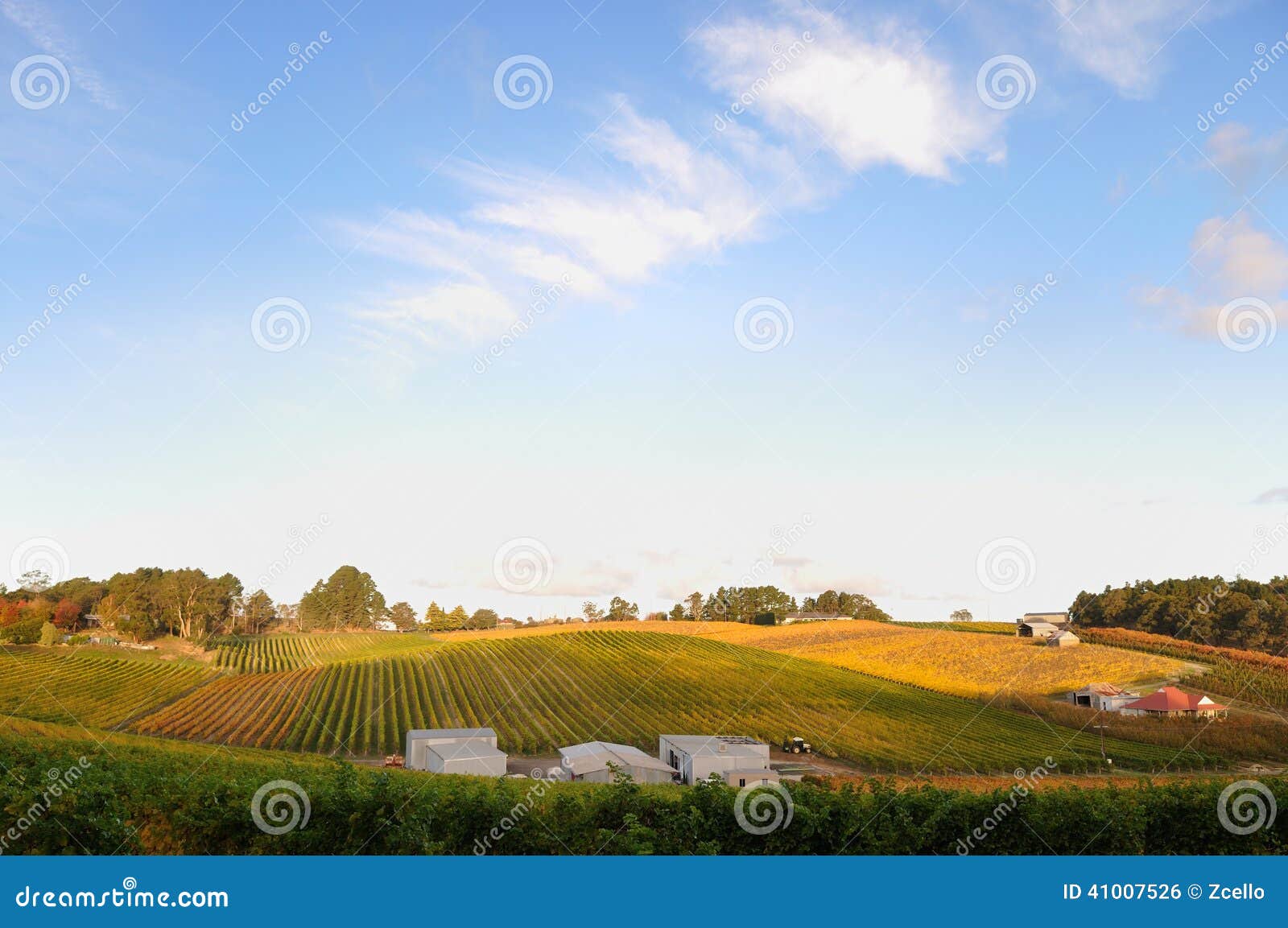 Vineyard in Adelaide hills stock photo. Image of nature - 41007526