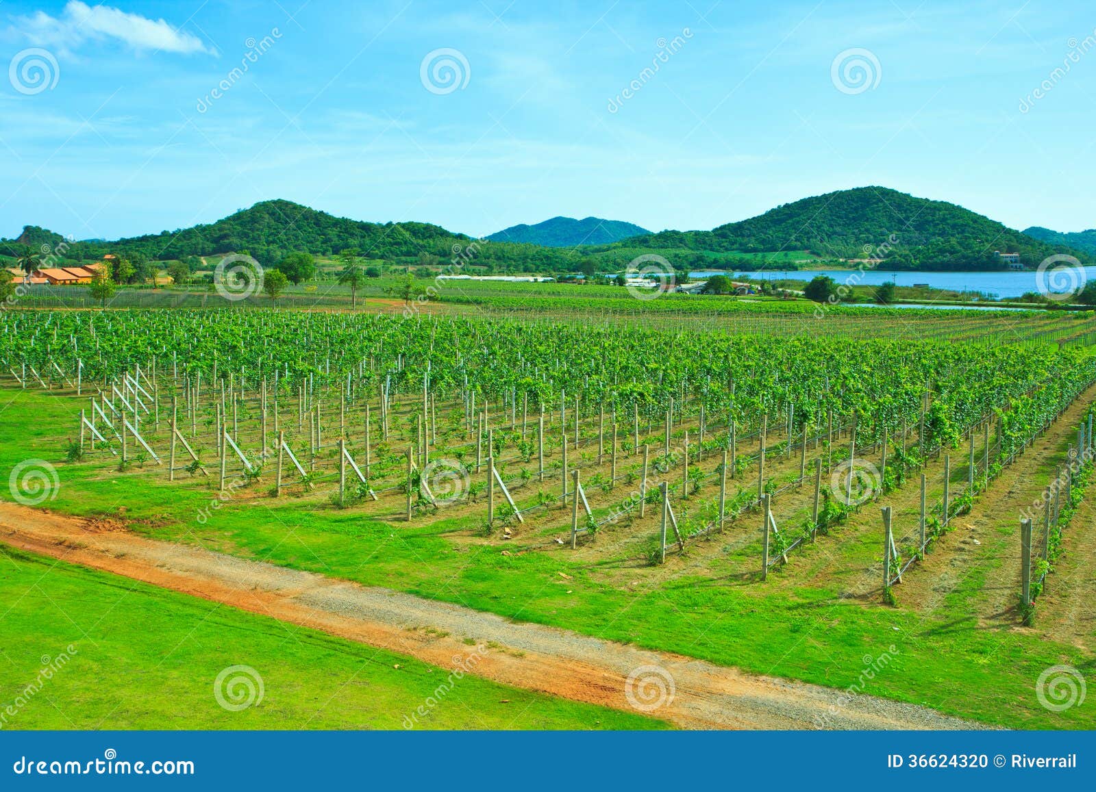 Vineyard stock photo. Image of blue, farm, autumn, hill - 36624320