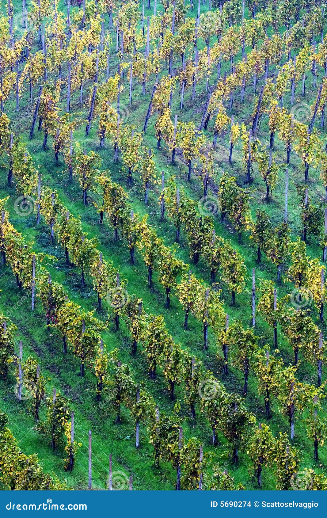 Vineyard angles in autumn stock photo. Image of country - 5690274