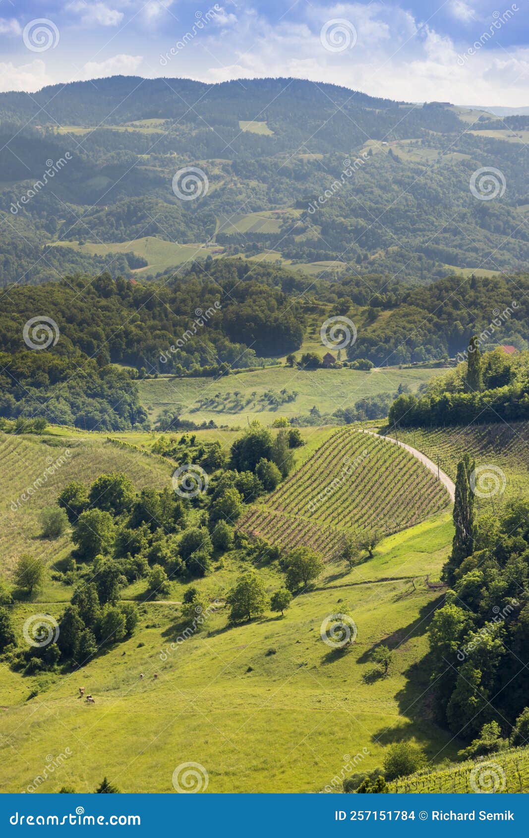 Vineyard at the Austrian Slovenian Border in Styria Stock Photo - Image ...