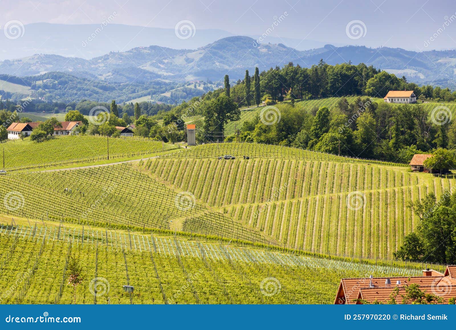 Vineyard at the Austrian Slovenian Border in Styria Stock Photo - Image ...