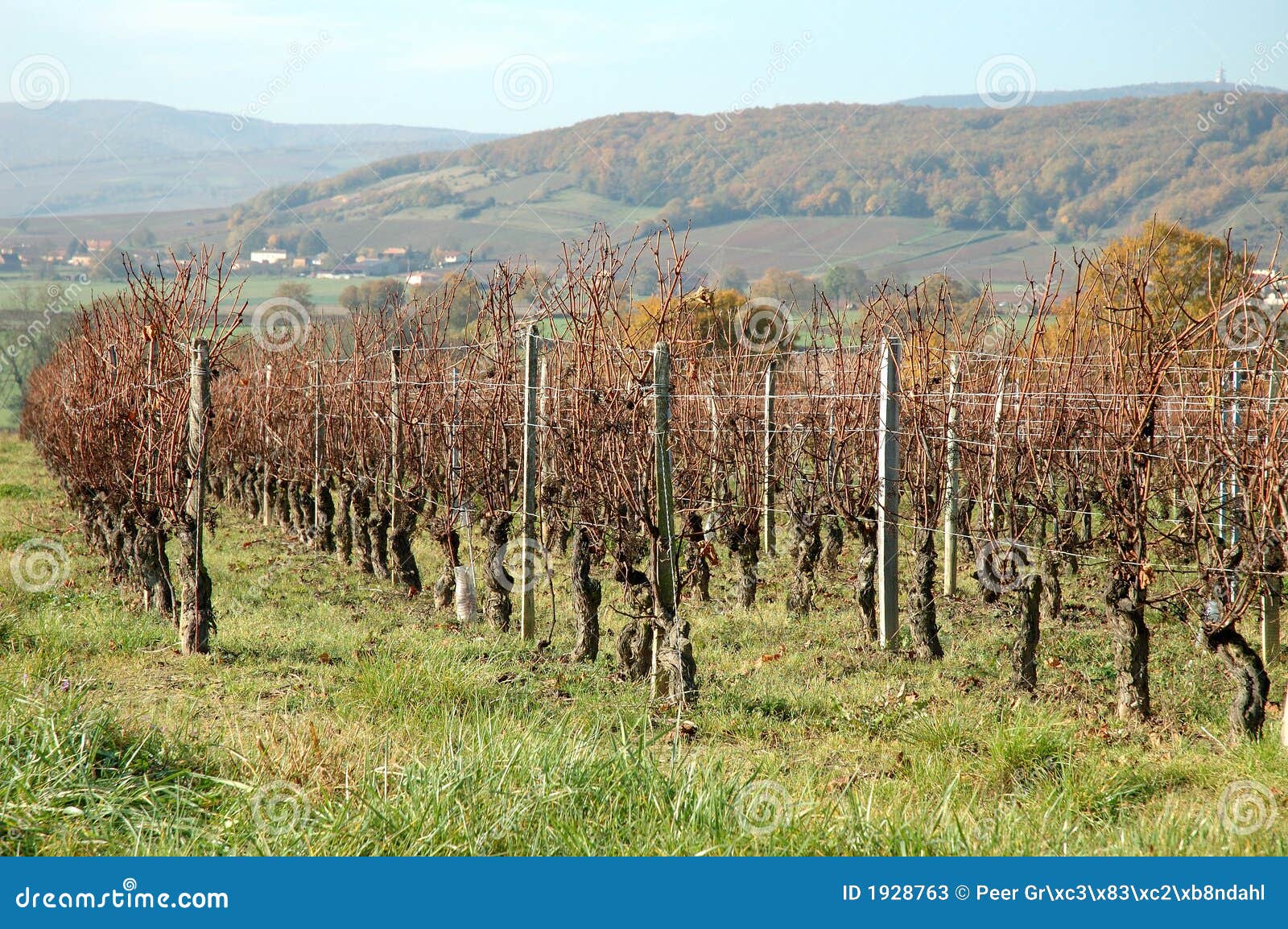 Vineyard In Autumn Picture. Image: 1928763