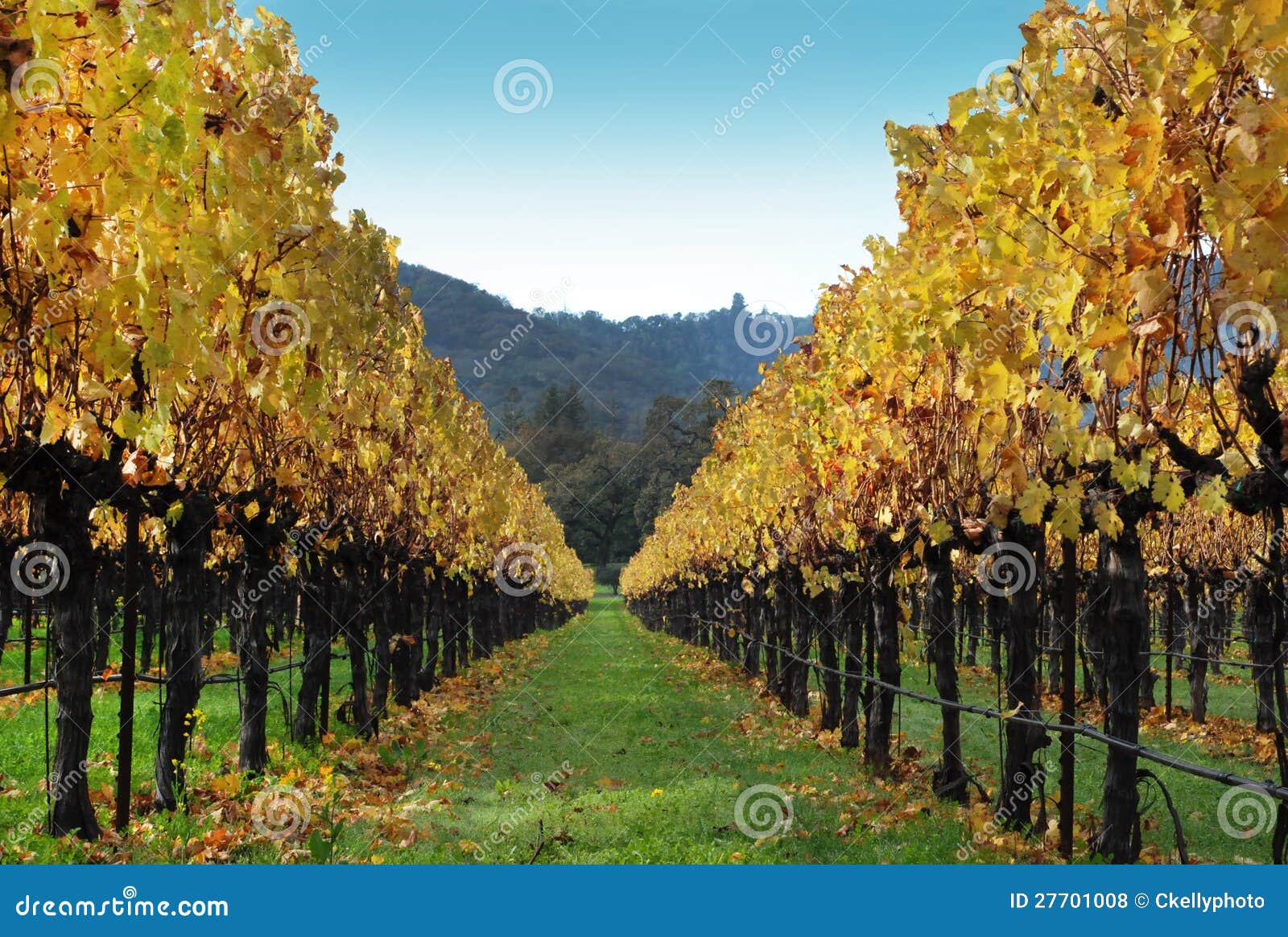 Vineyard in Autumn stock photo. Image of natural, background - 27701008