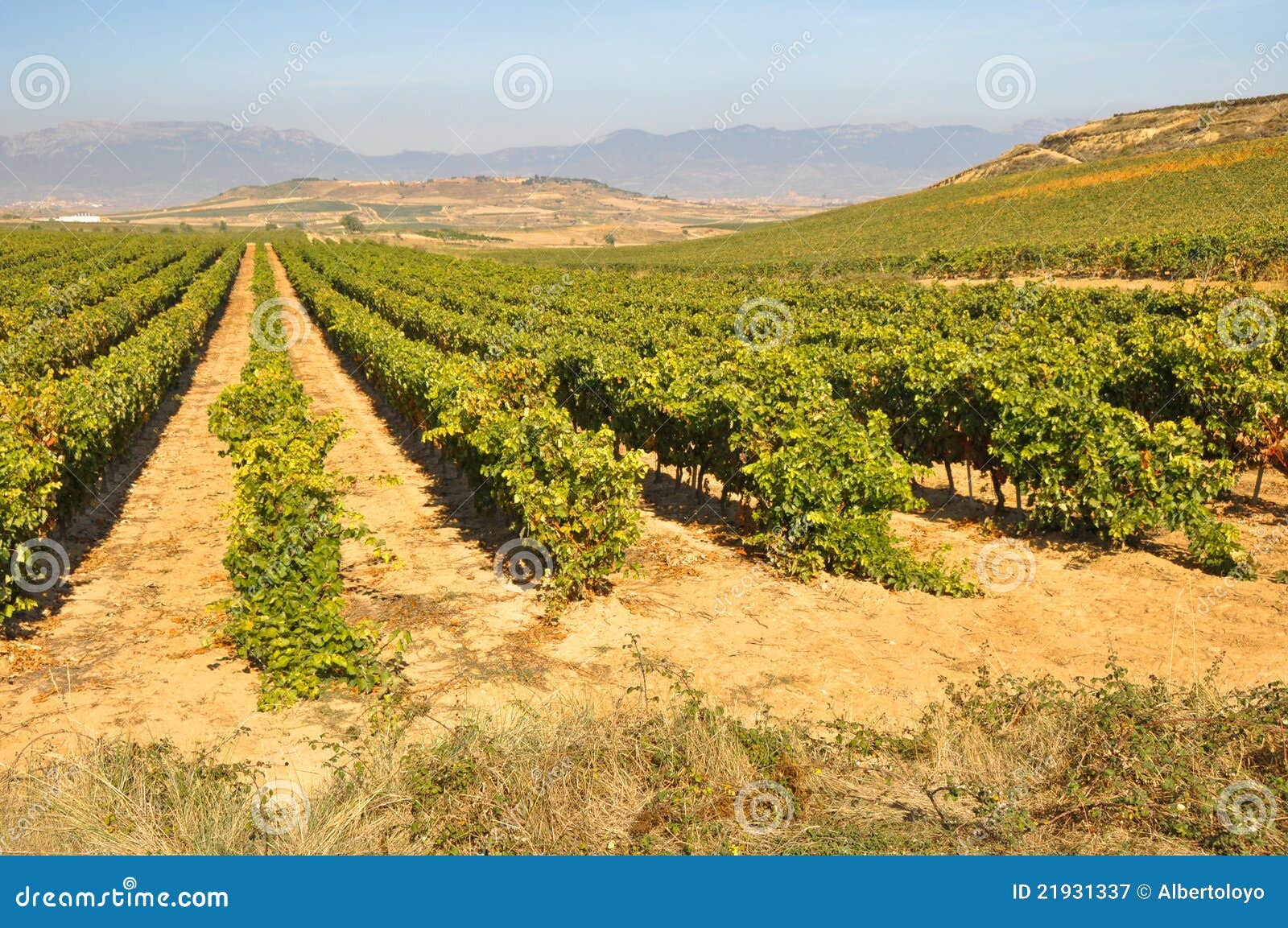 Vineyard at Autumn, La Rioja (Spain) Stock Image - Image of autumn ...