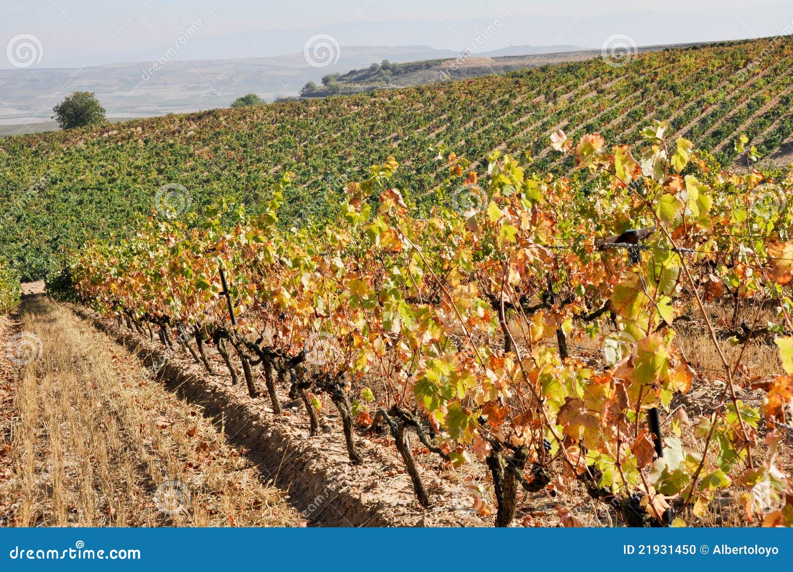 Vineyard at Autumn, La Rioja (Spain) Stock Photo - Image of rioja ...