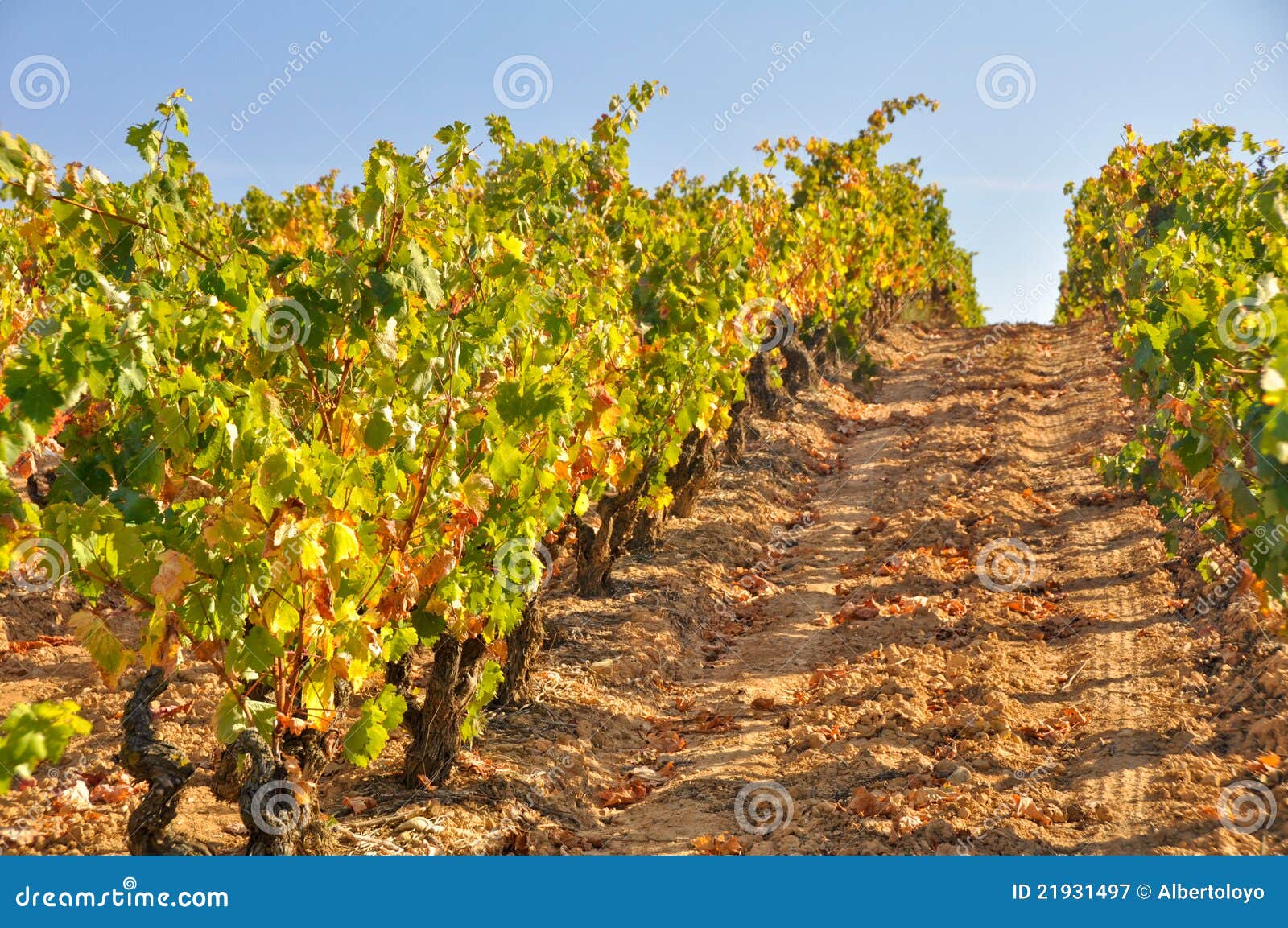 Vineyard at Autumn, La Rioja (Spain) Stock Image - Image of fall ...