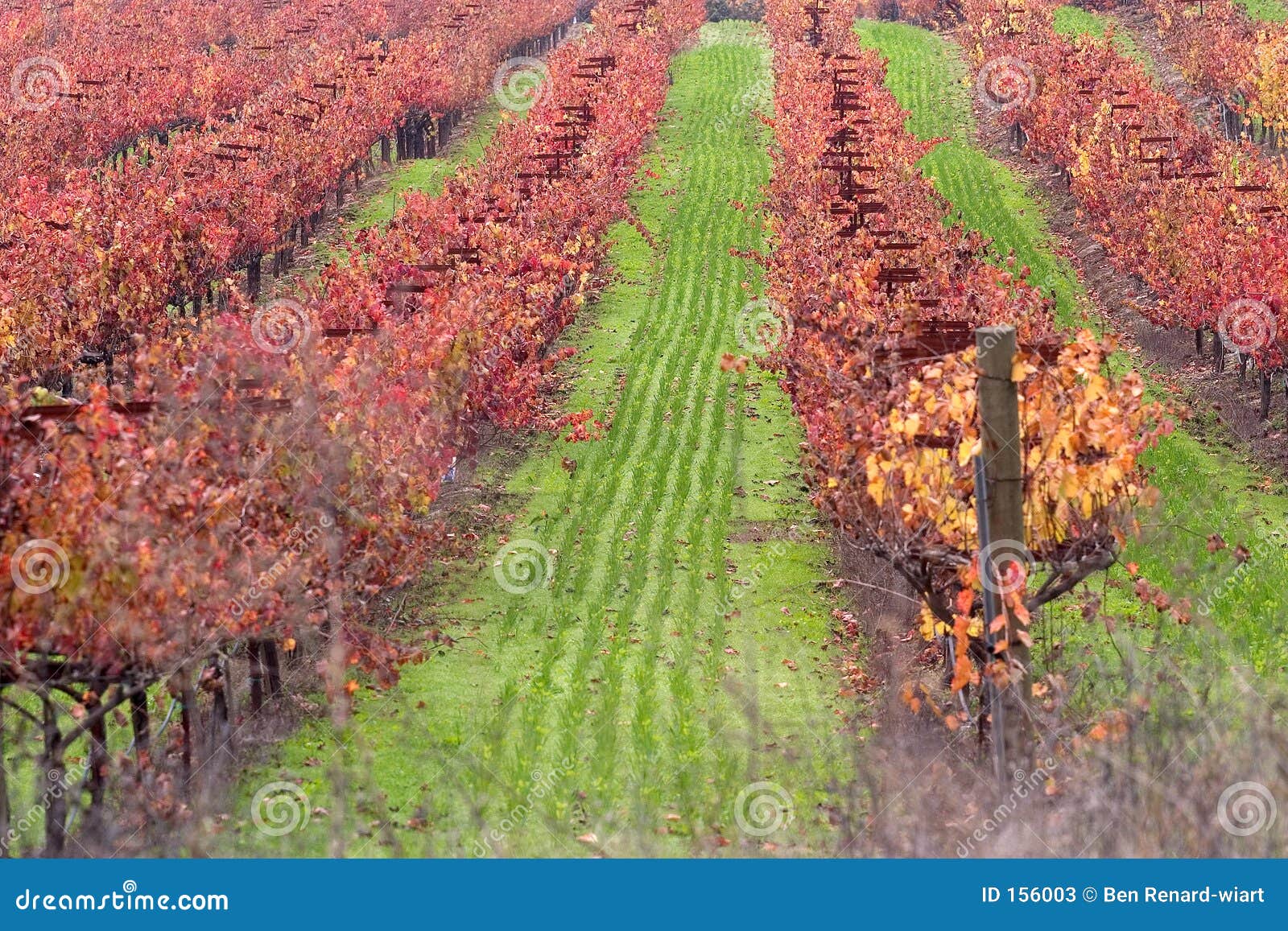 Vineyard in Autumn, Napa Valley California Stock Image - Image of field ...