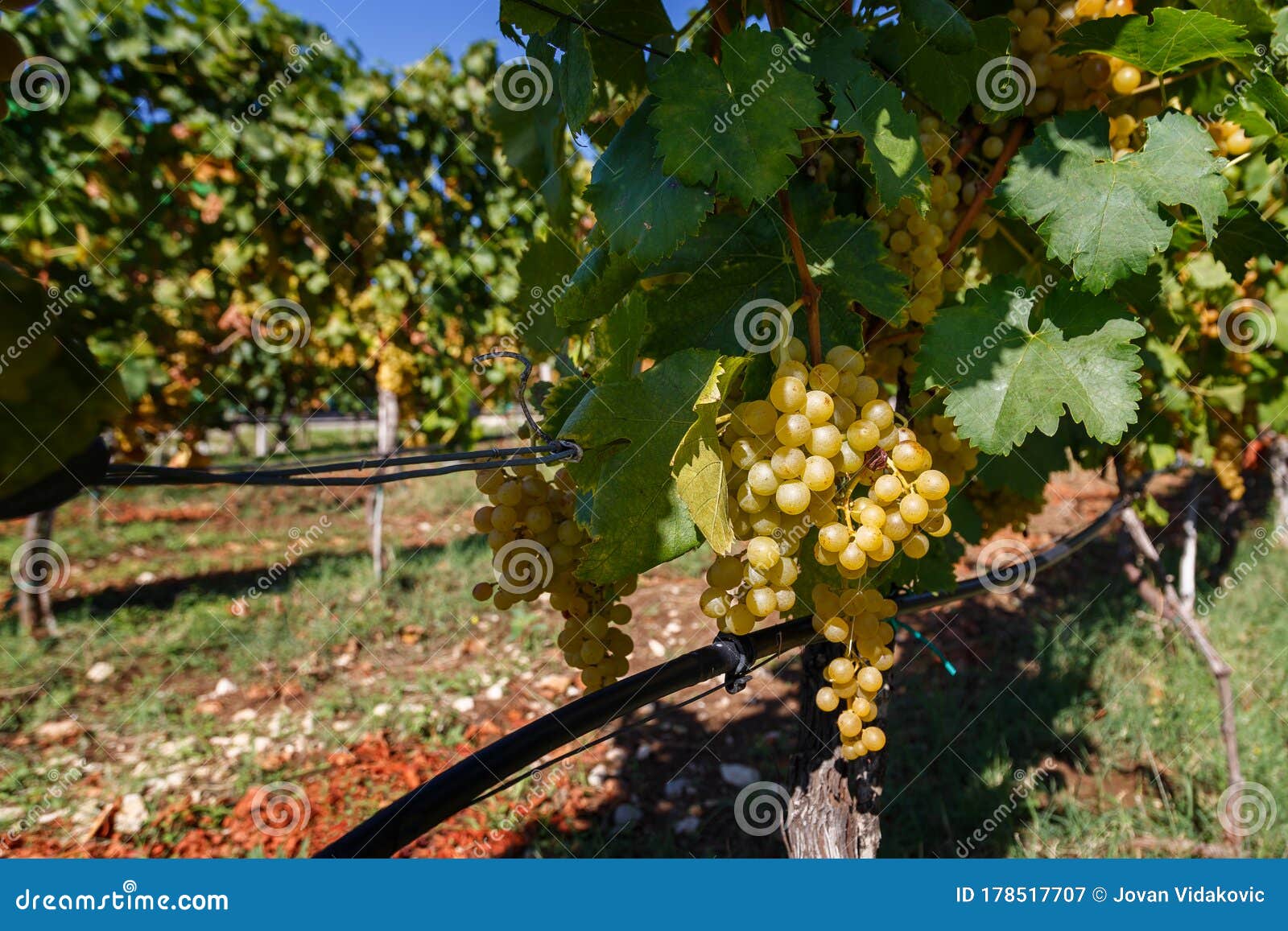 Vineyard in Autumn Ready for Harvest Stock Image - Image of wine ...