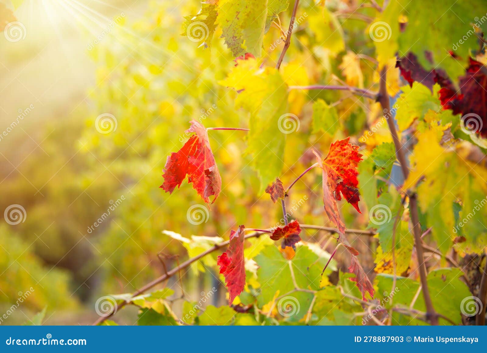 Vineyard in Autumn. Vine Plants on Sunny Day Stock Image - Image of ...