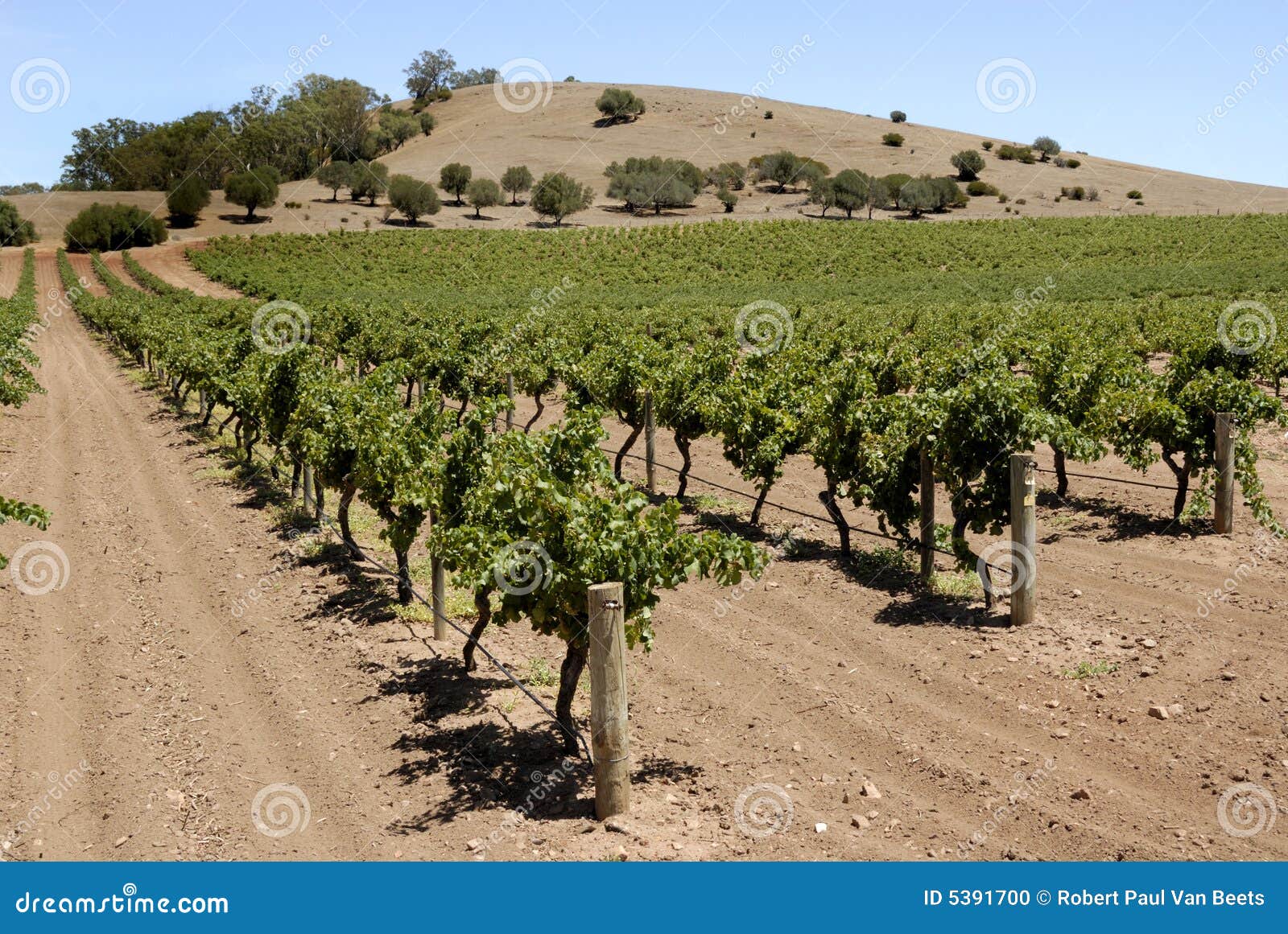 Vineyard in the Barossa Valley Stock Photo - Image of vineyard, barossa ...