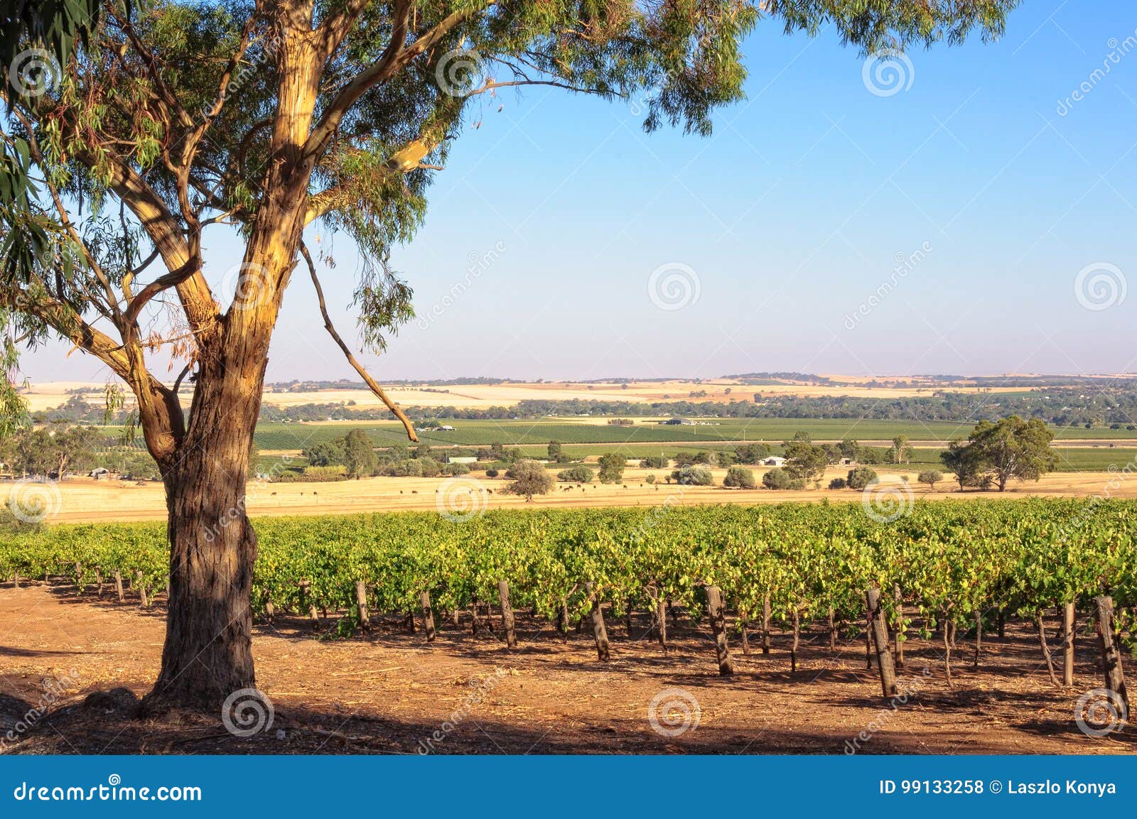 Vineyard - Barossa Valley stock photo. Image of valley - 99133258