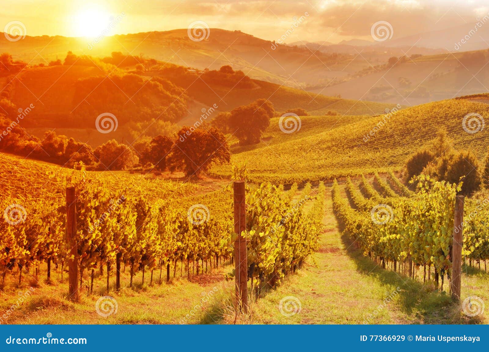 Vineyard stock image. Image of chianti, countryside, field - 77366929