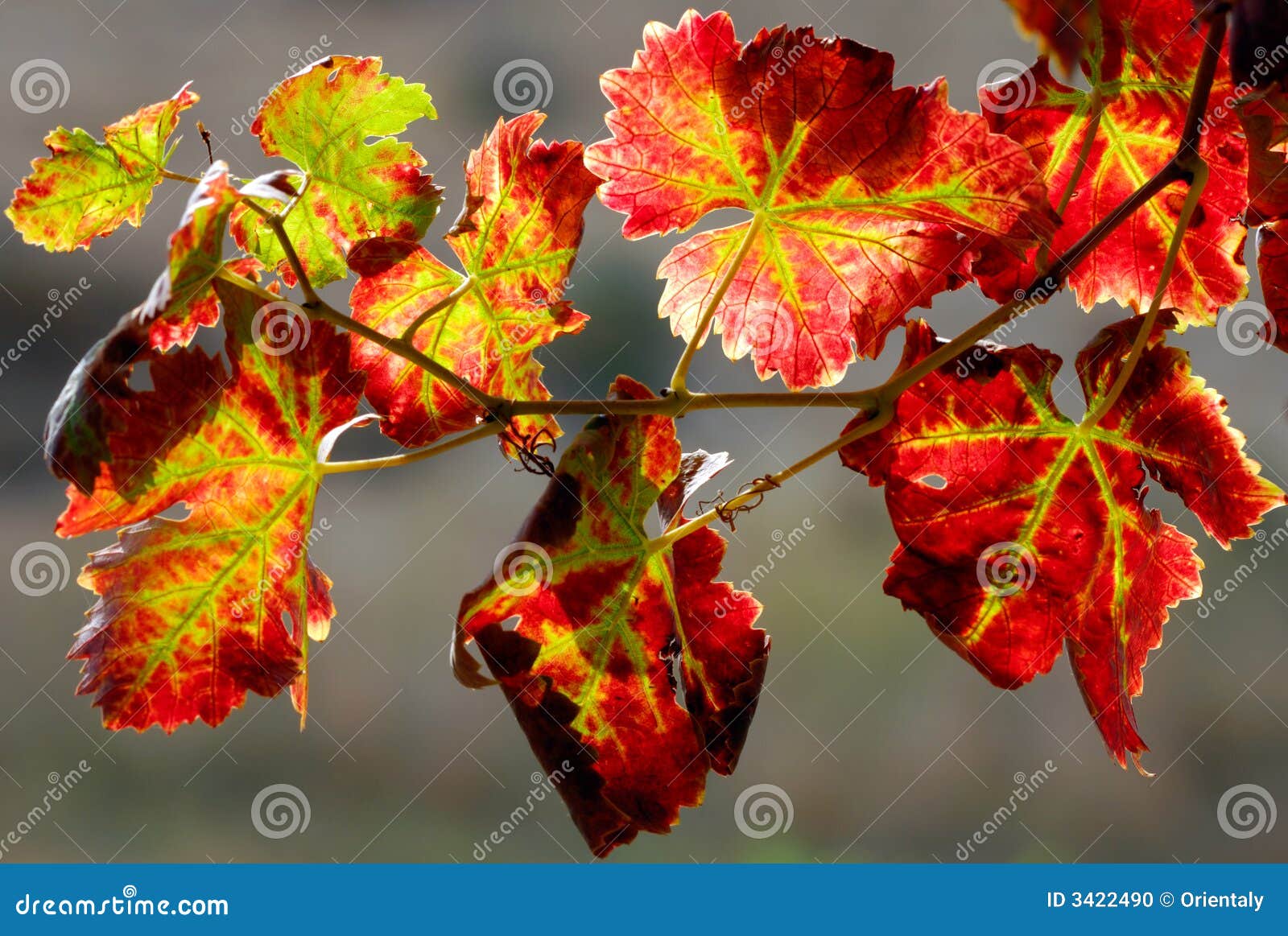 Vineyard branch stock photo. Image of industry, fall, foliage - 3422490