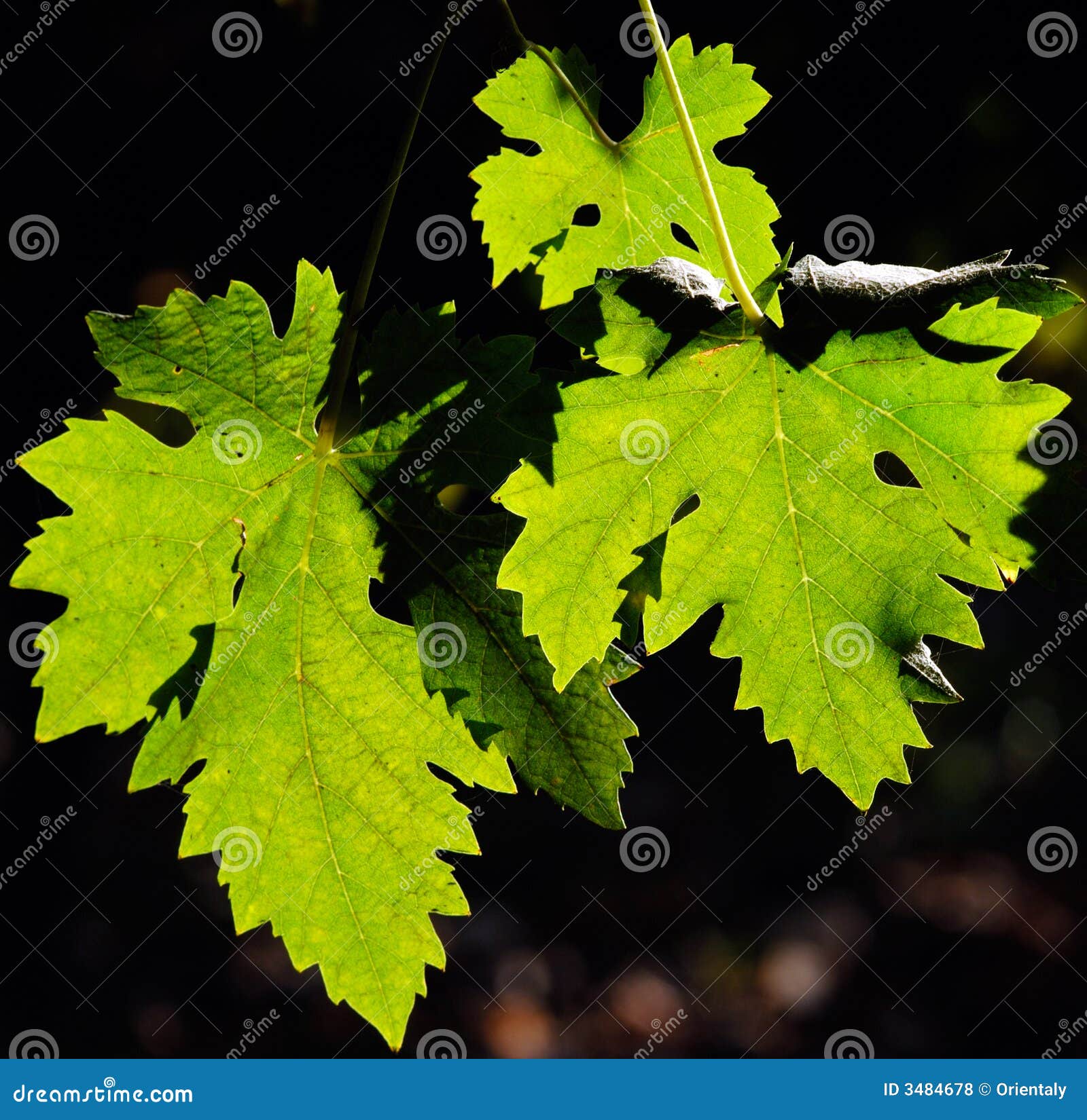 Vineyard branch stock photo. Image of grapevine, botanical - 3484678